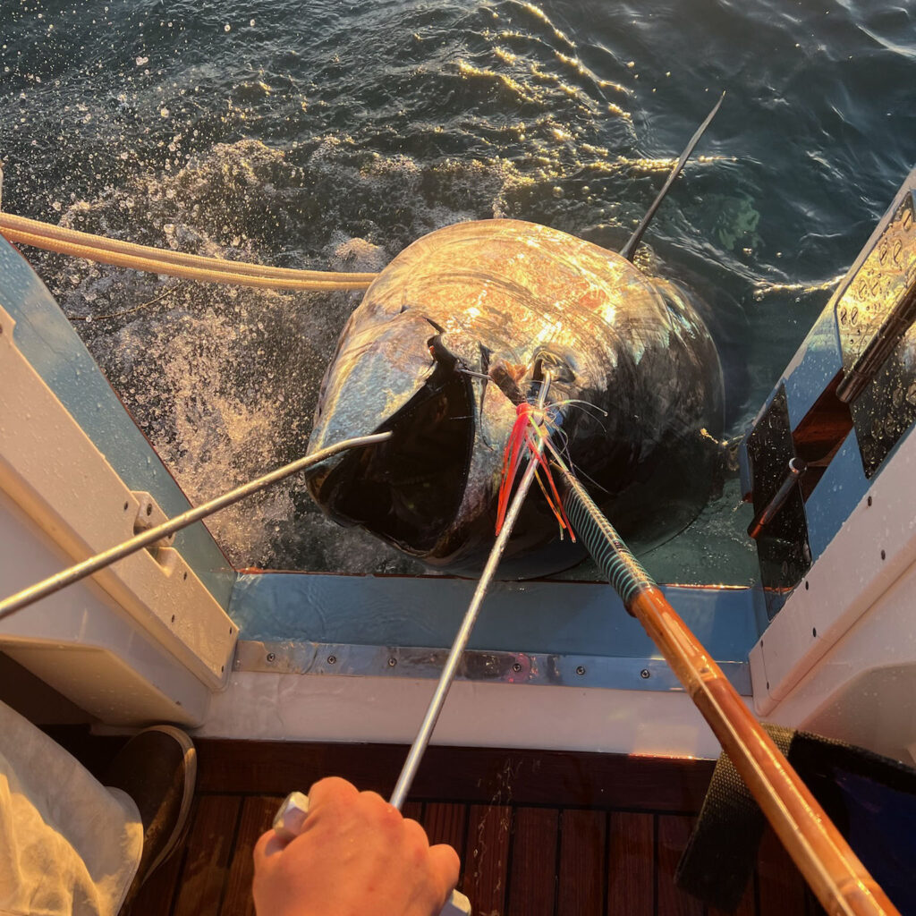 Tungsten Ahi Head – WolfPack Tackle